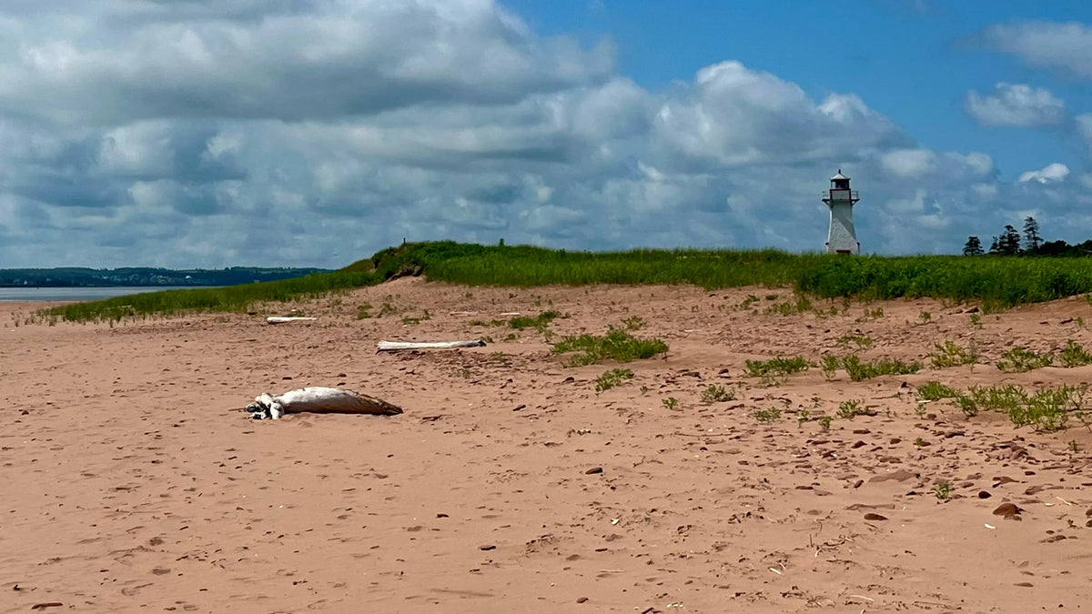 Chasing Striped Bass on PEI — A Conversation with Michael Mailman ...